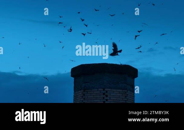 Chimney swift birds Stock Videos & Footage - HD and 4K Video Clips - Alamy