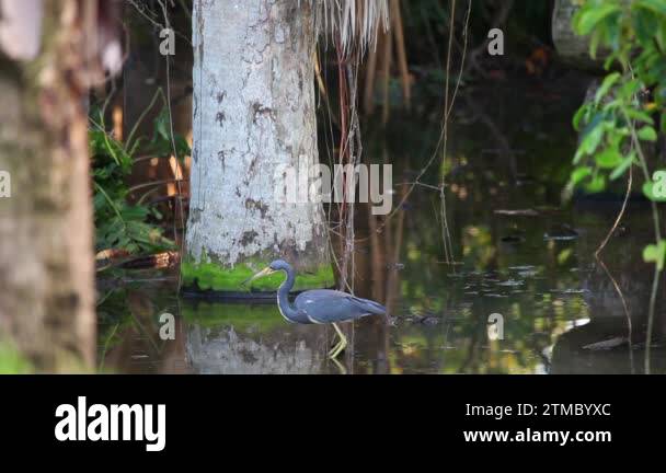 Forrest bird Stock Videos & Footage - HD and 4K Video Clips - Alamy