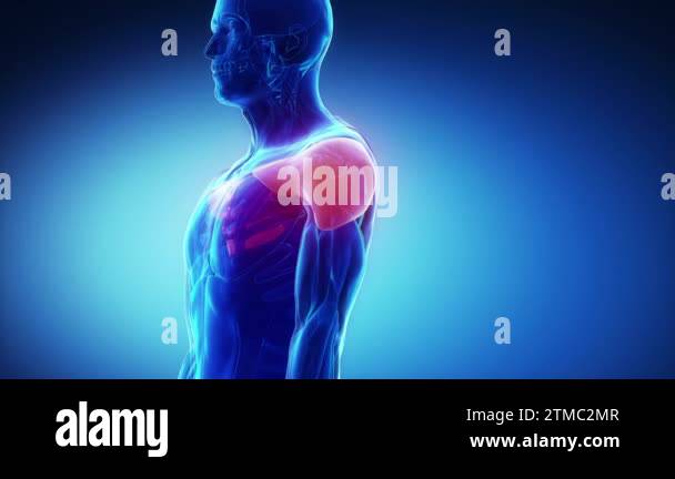 Shoulders deltoid anatomy muscles Stock Videos & Footage - HD and 4K ...