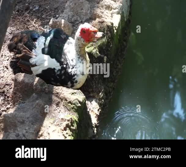 Muscovy duck ducks cairina moschata Stock Videos & Footage - HD and 4K ...