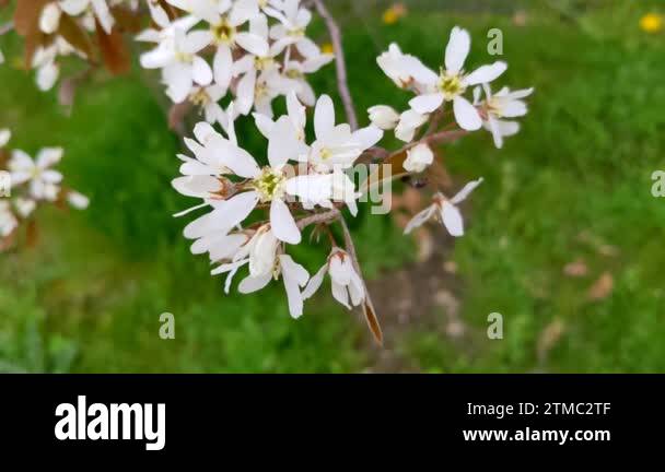 Amelanchier tree Stock Videos & Footage - HD and 4K Video Clips - Alamy