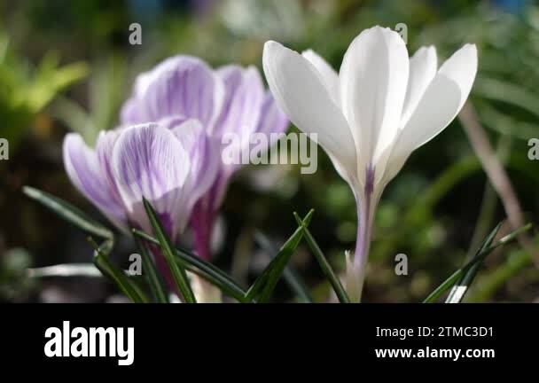 Crocus flowers spring Stock Videos & Footage - HD and 4K Video Clips ...
