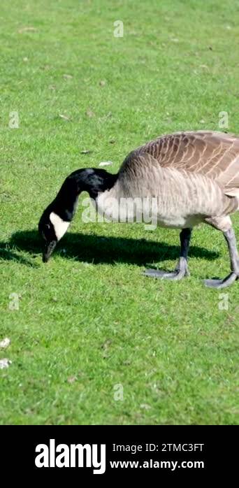 Wild Canadian Geese Feeding on Grass followed by adult Canada goose ...