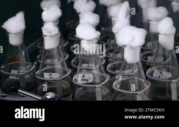 Lab bottles shaking liquid tissue microbial culture at shaker ...