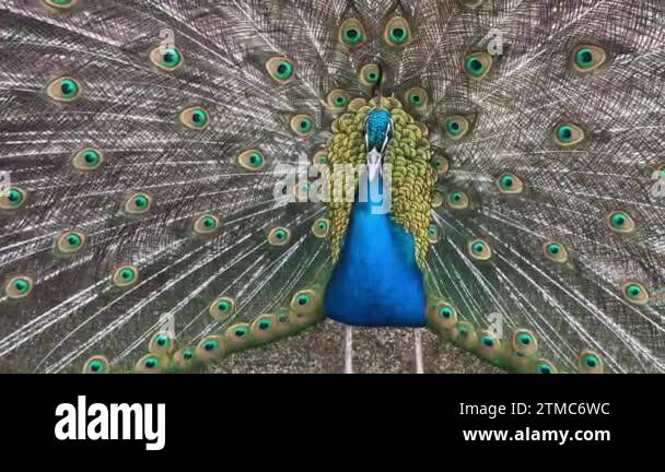 Kos symbol Stock Videos & Footage - HD and 4K Video Clips - Alamy