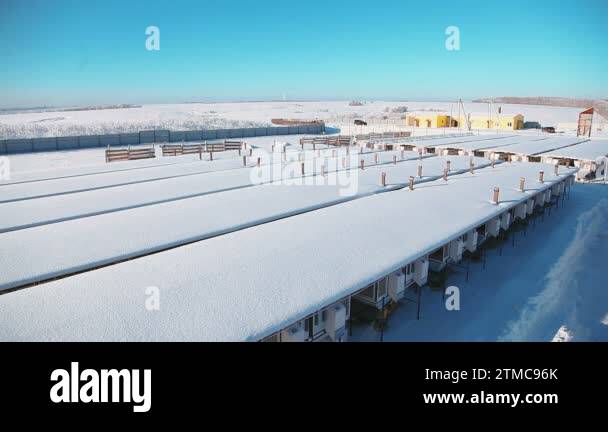 Farm animal outside Stock Videos & Footage - HD and 4K Video Clips - Alamy