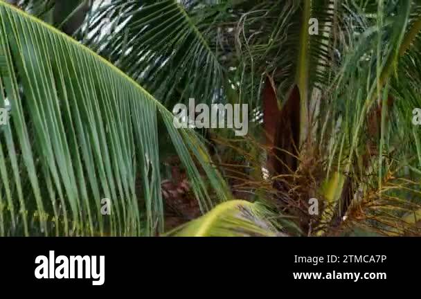 Grab palm Stock Videos & Footage - HD and 4K Video Clips - Alamy