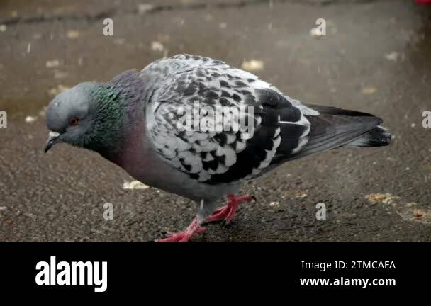Wildlife adaptation Stock Videos & Footage - HD and 4K Video Clips - Alamy