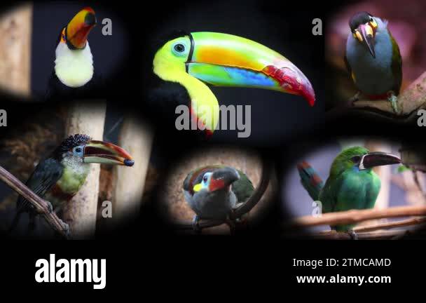 Toco toucan guyana Stock Videos & Footage - HD and 4K Video Clips - Alamy