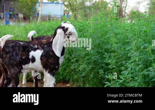 Goat farming farm la Stock Videos & Footage - HD and 4K Video Clips - Alamy