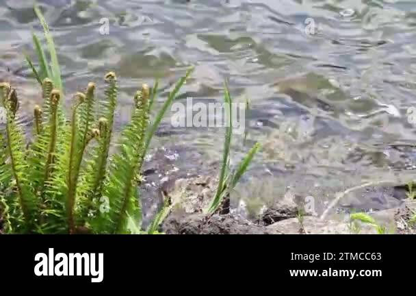 Oregon ferns Stock Videos & Footage - HD and 4K Video Clips - Alamy