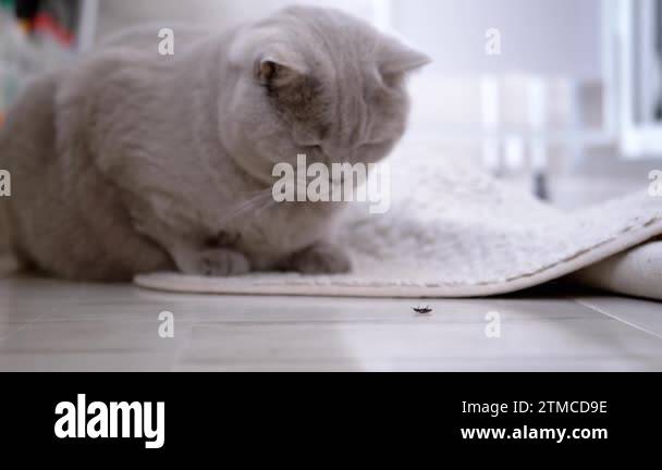 Curious Gray Fluffy Cat is Watching a Helpless Small Beetle on Floor in ...