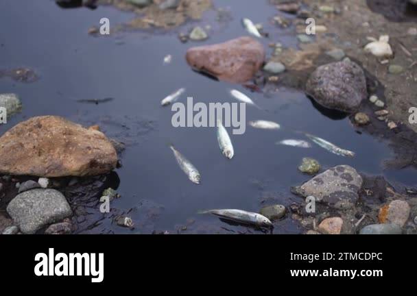 Damage ecosystem Stock Videos & Footage - HD and 4K Video Clips - Alamy