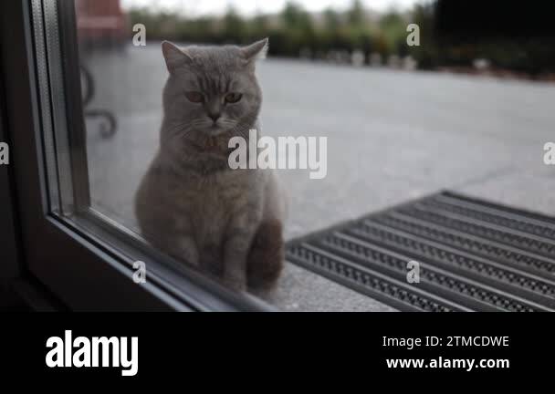 Cat looking through glass window Stock Videos & Footage - HD and 4K ...