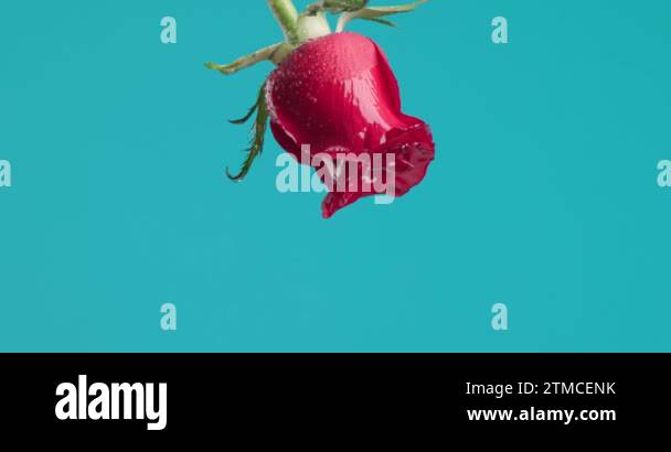 video with still red rose hanging upside down and falling water drops ...