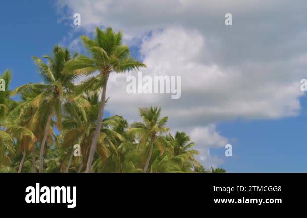 Coconuts on the coconut tree Stock Videos & Footage - HD and 4K Video ...