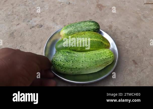 Vining Cucumber Varieties I am always amazed at the different varieties ...