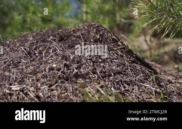 Formica linnaeus Stock Videos & Footage - HD and 4K Video Clips - Alamy
