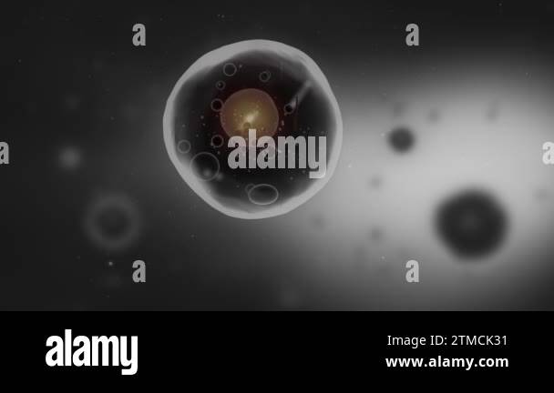 Ribosomes mitochondria Stock Videos & Footage - HD and 4K Video Clips ...