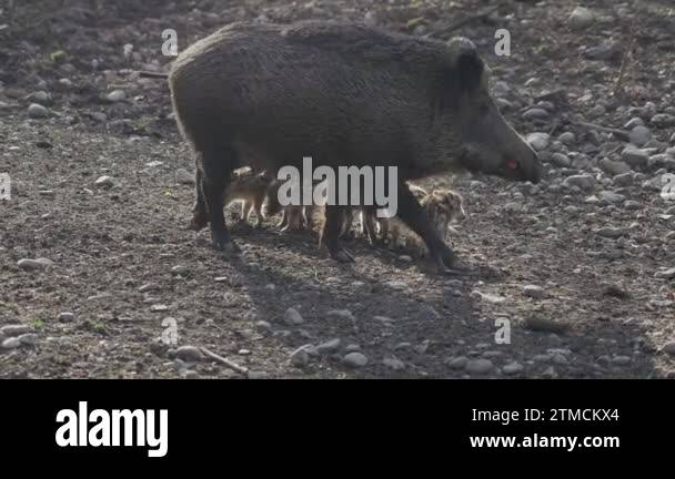 Female wild boar with her brood of children in wild. Mother and young ...