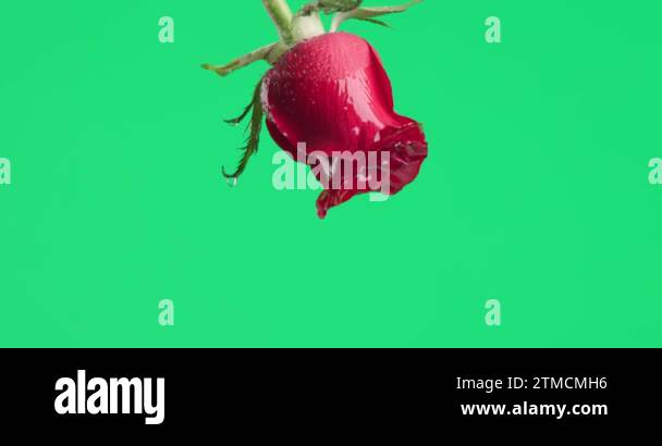 video of red rose hanging upside down on green background and water ...