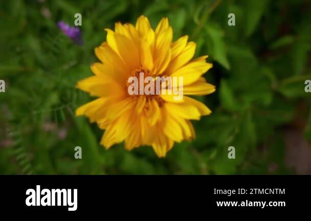Coreopsis lanceolata lance leaved tickseed Stock Videos & Footage - HD ...