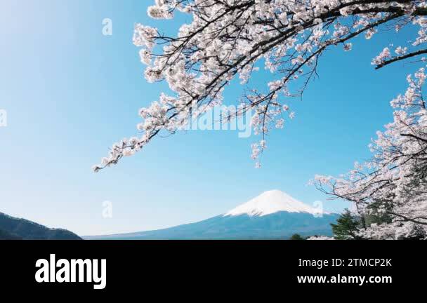Japan mt. fuji cherry blossom Stock Videos & Footage - HD and 4K Video ...