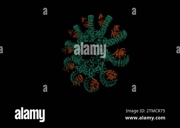 Cryo-EM structure of the active NLRP3 inflammasome disk. Animated 3D ...