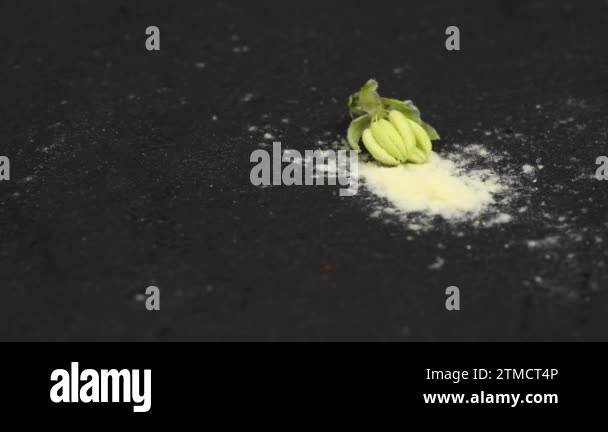 Marijuana flower. Cannabis flower and pollen on a black background.Hemp ...