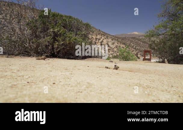 slow motion of cute little Degus, Octodon, rodents native to South ...