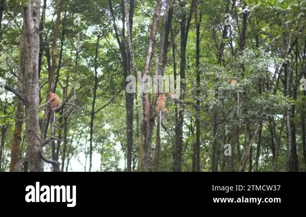 Proboscis monkey (Nasalis larvatus) is enjoying sitting on a tree ...