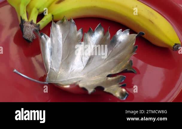 Ancient leaf Stock Videos & Footage - HD and 4K Video Clips - Alamy