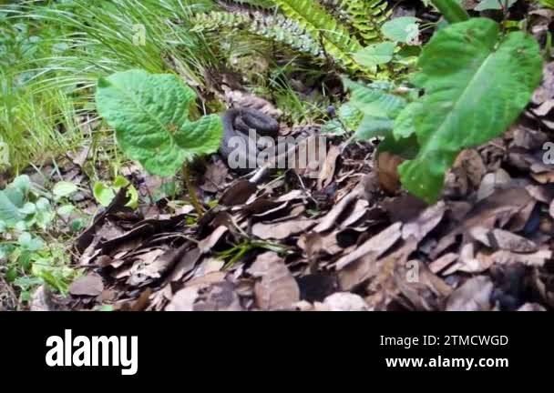 Gloydius himalayanus also known as the Himalayan pit viper snake or the ...