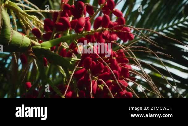 Close-up of Red betel nut on Areca palm tree. Fruits ripen on a tree in ...