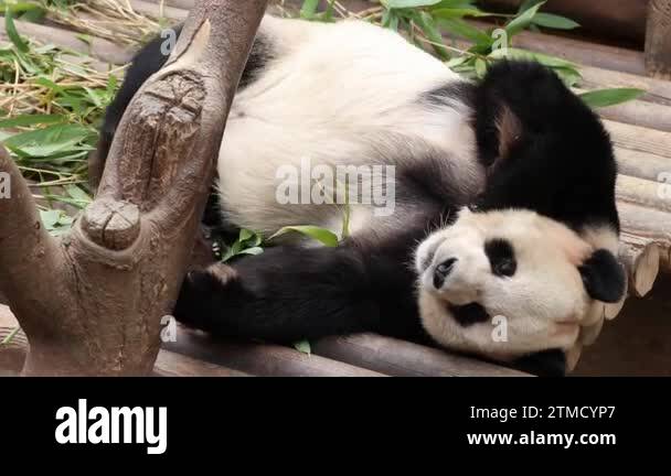 Playful Male Panda, Le Bao, Everland, South Korea,laying down and ...