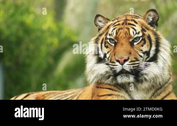 The Bengal tiger, also called the royal Bengal tiger (Panthera tigris ...