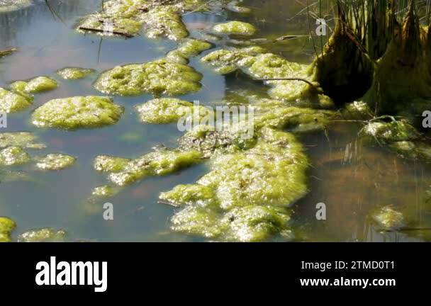 Green rot Stock Videos & Footage - HD and 4K Video Clips - Alamy