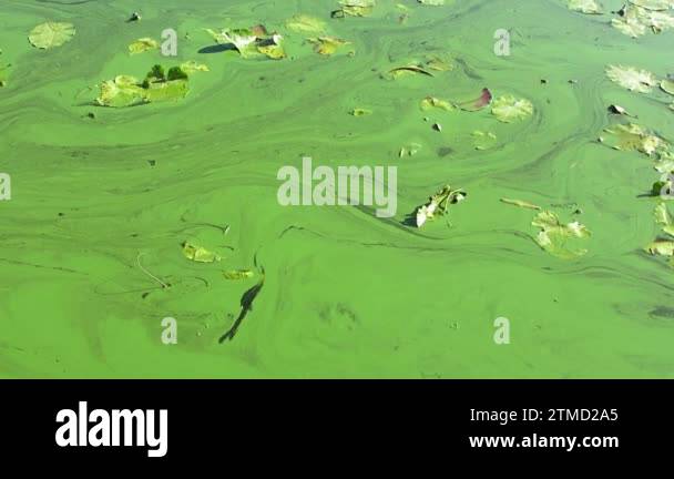 River covered algal bloom Stock Videos & Footage - HD and 4K Video ...