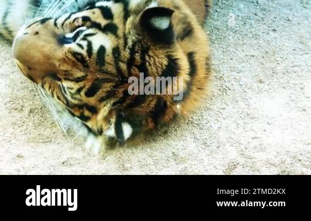 The Bengal tiger, also called the royal Bengal tiger (Panthera tigris ...