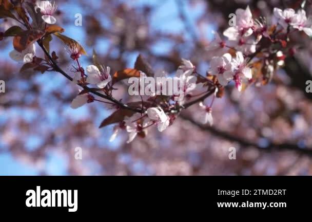 Cherry branch with flowers in spring bloom. A beautiful Japanese tree ...