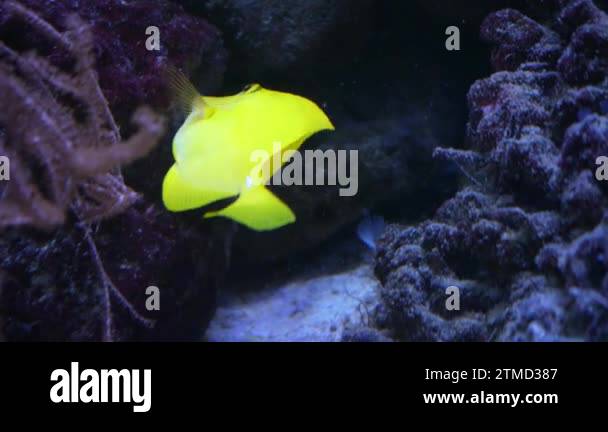 Beautiful exotic yellow fish on the background of corals underwater in ...