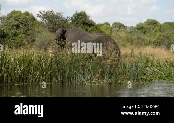 African elephant murchison falls Stock Videos & Footage - HD and 4K ...