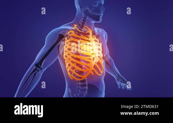 Rib cage skeleton Stock Videos & Footage - HD and 4K Video Clips - Alamy