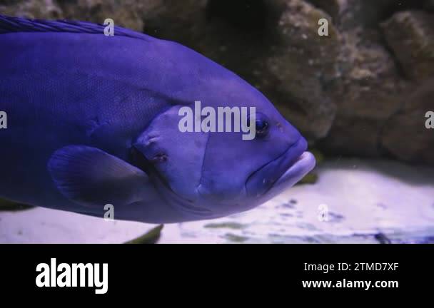 Sea bream tropical fish Stock Videos & Footage - HD and 4K Video Clips ...
