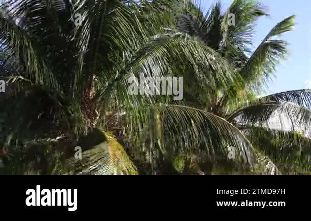 Coconut plan Stock Videos & Footage - HD and 4K Video Clips - Alamy
