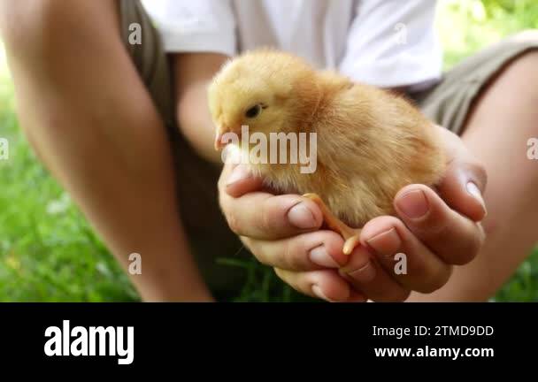 A child with animals Stock Videos & Footage - HD and 4K Video Clips - Alamy