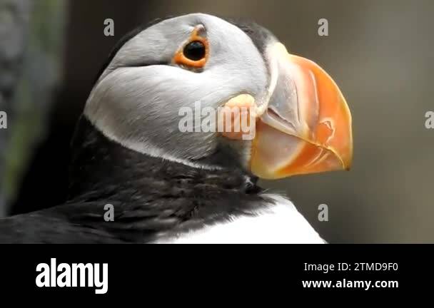 Pacific puffin Stock Videos & Footage - HD and 4K Video Clips - Alamy