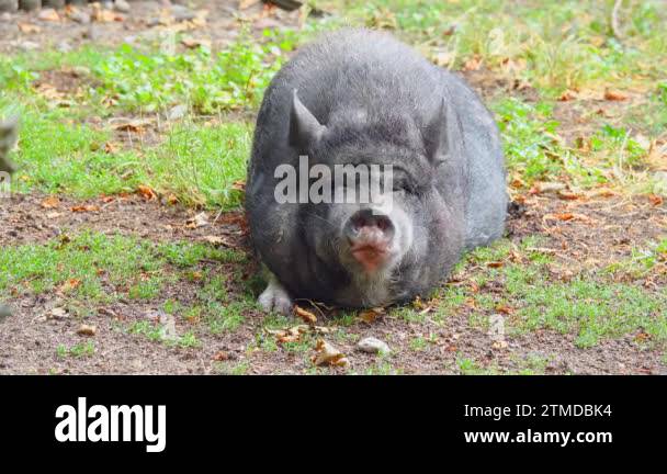 Large pig lying on Stock Videos & Footage - HD and 4K Video Clips - Alamy