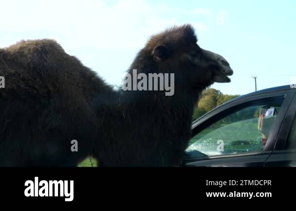 Woman in the car holding smartphone taking pictures of camel standing ...