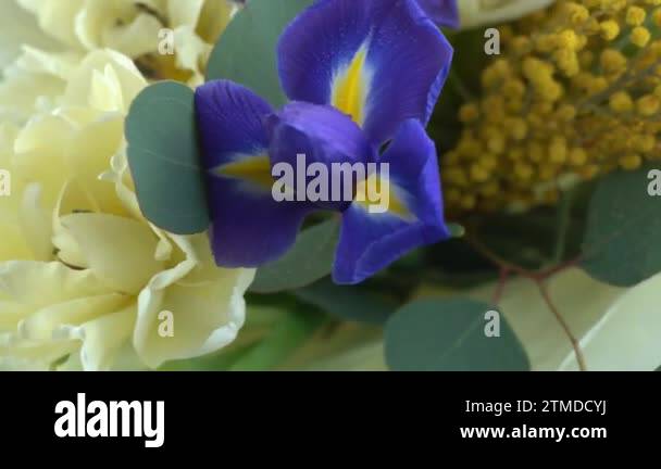 Double flower and bud Stock Videos & Footage - HD and 4K Video Clips ...